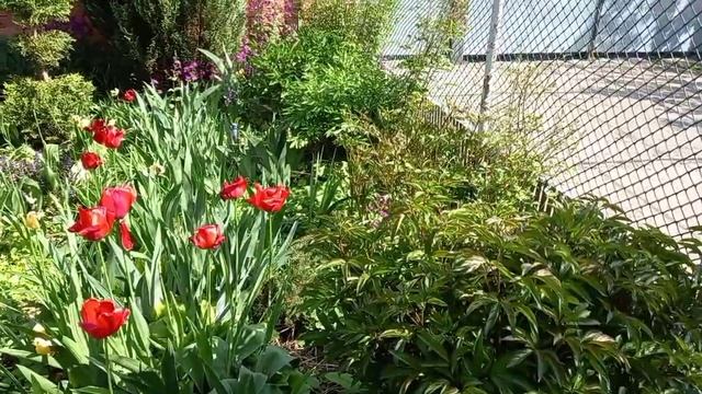 Сад,цветёт Айва, Черёмуха.