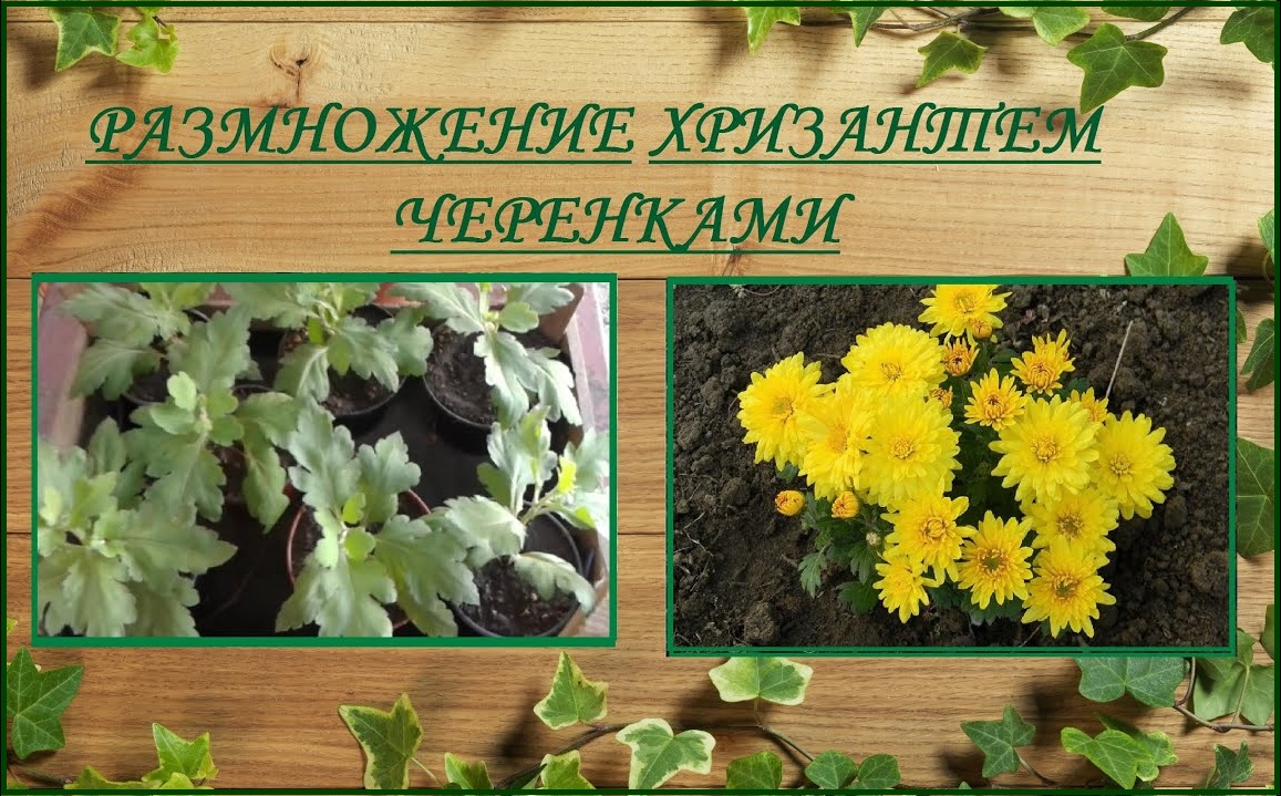 Хризантемы размножение черенками, укоренить черенки хризантем легко и просто