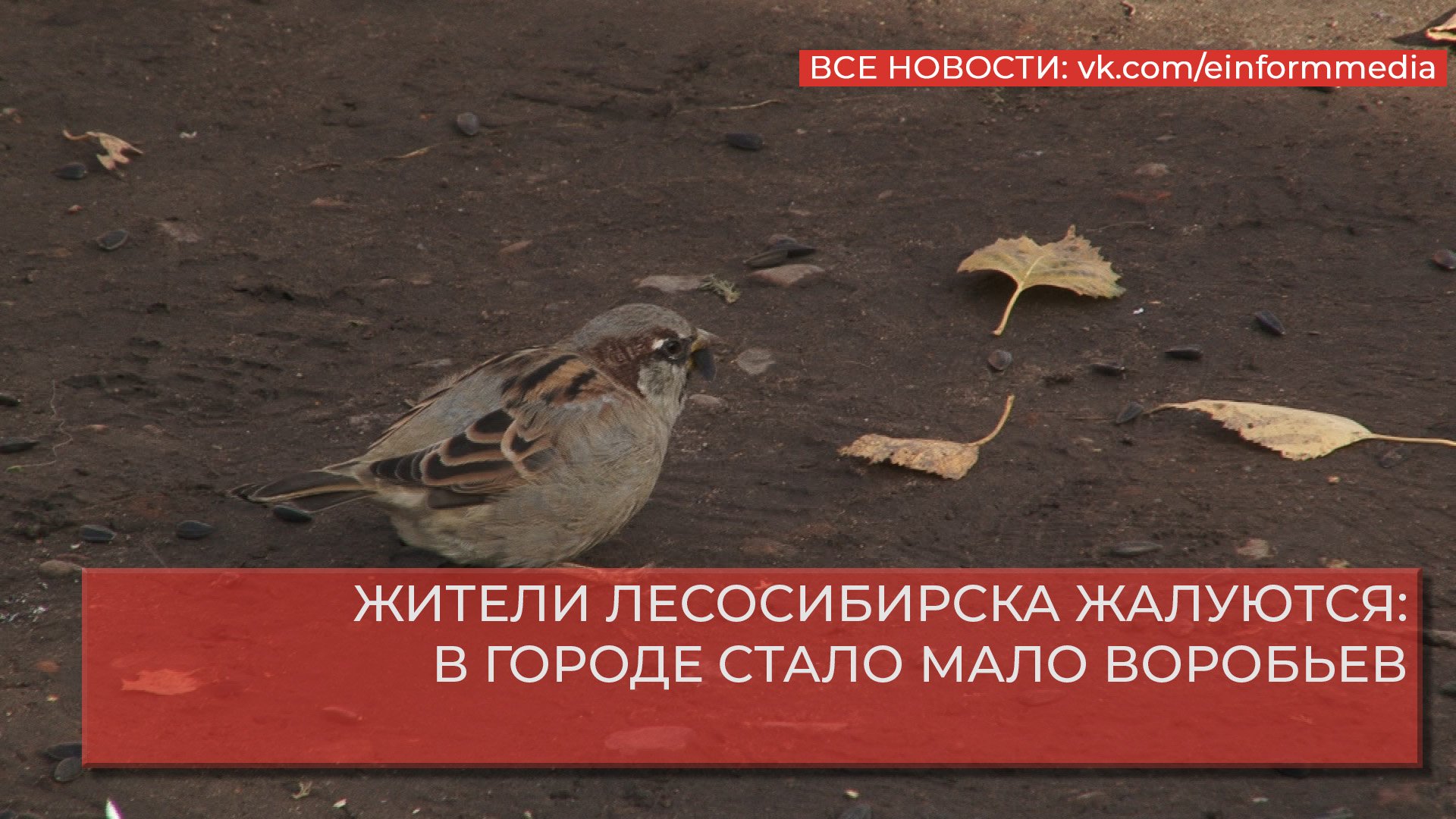 ЖИТЕЛИ ЛЕСОСИБИРСКА ЖАЛУЮТСЯ: В ГОРОДЕ СТАЛО МАЛО ВОРОБЬЕВ.mp4
