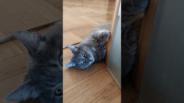 Котики, мои любимки