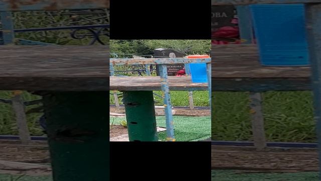 ПроХитрости.Рефтамид против диких пчёл.mp4