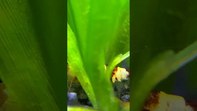 Креветка кристалл видео