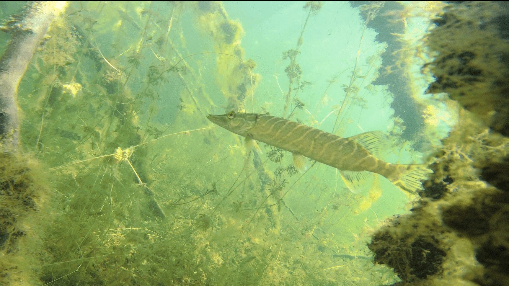 Подводная съёмка на карьере. Аквариум щук. Часть 1.