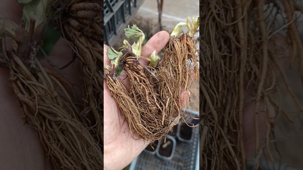 Получила рассаду фриго