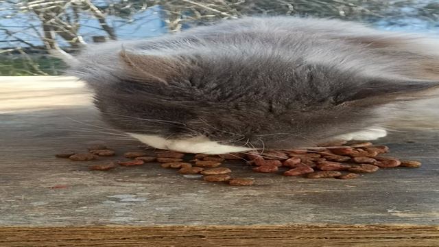 все хотят есть