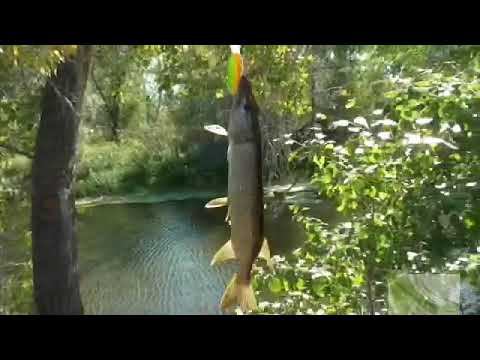 Жара и щука Поймал щук