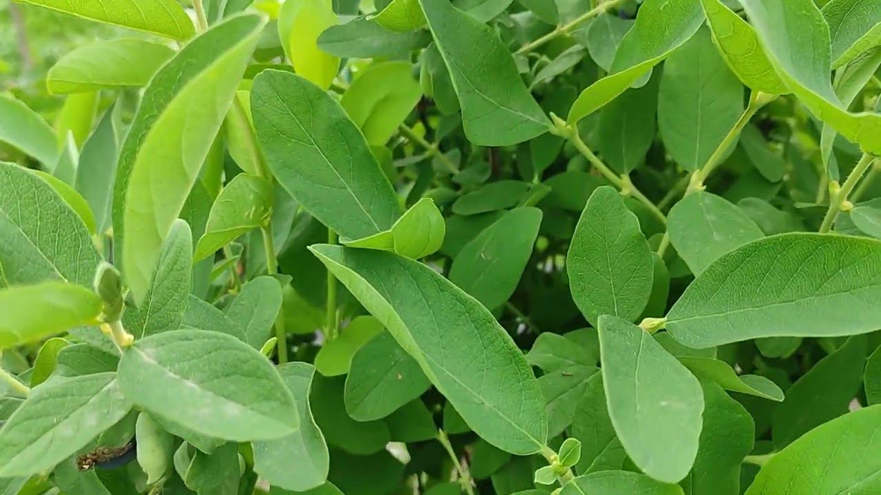 Жимолость Хоней Би 2023