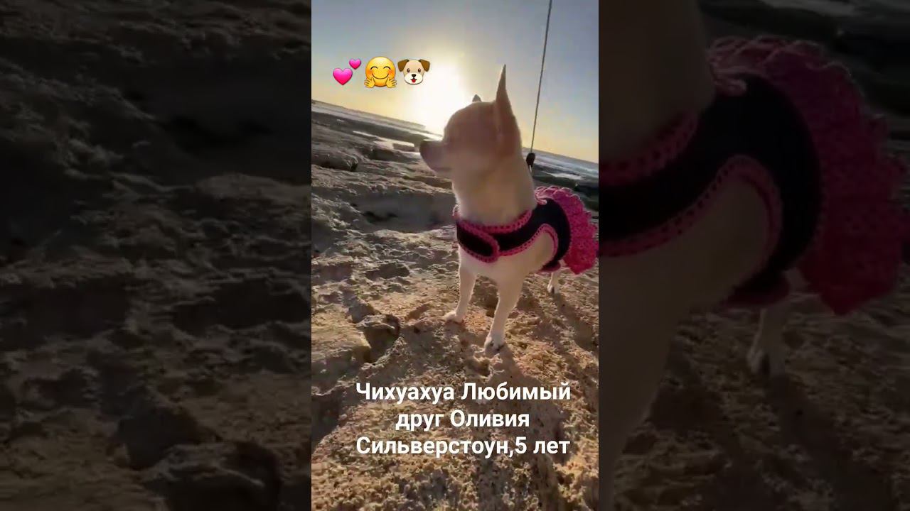 Любимый друг Оливия Сильверстоун