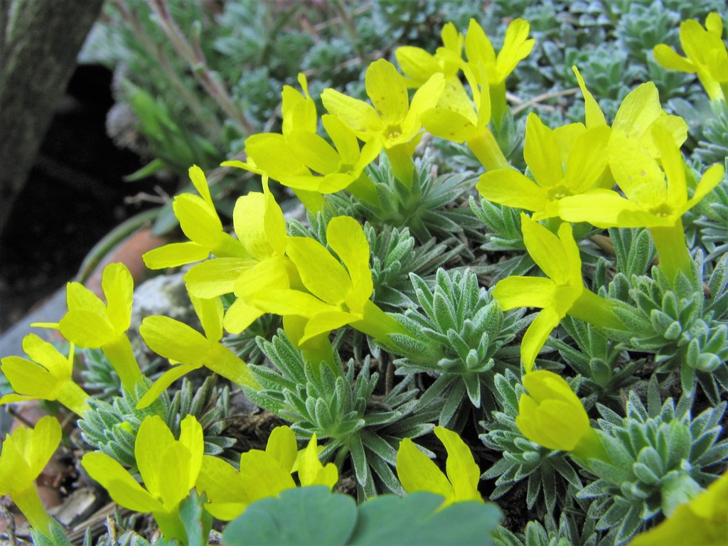 Дугласия (Виталиана) РЕЛАКС АРТ-ТЕРАПИЯ ИМПРОВИЗАЦИЯ композитор Виктор Анохин #музыка #piano #цветы