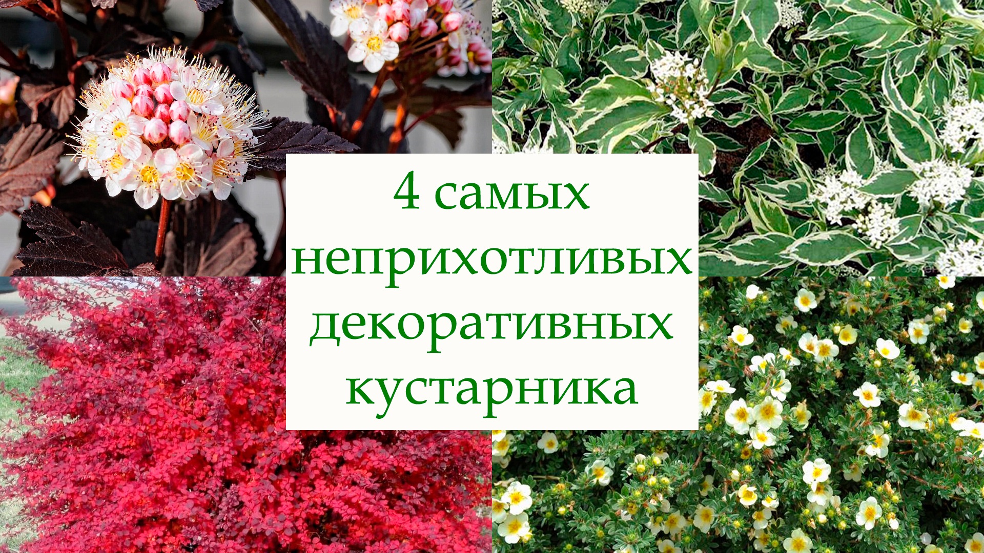 Какие кустарники посадить в саду | на даче