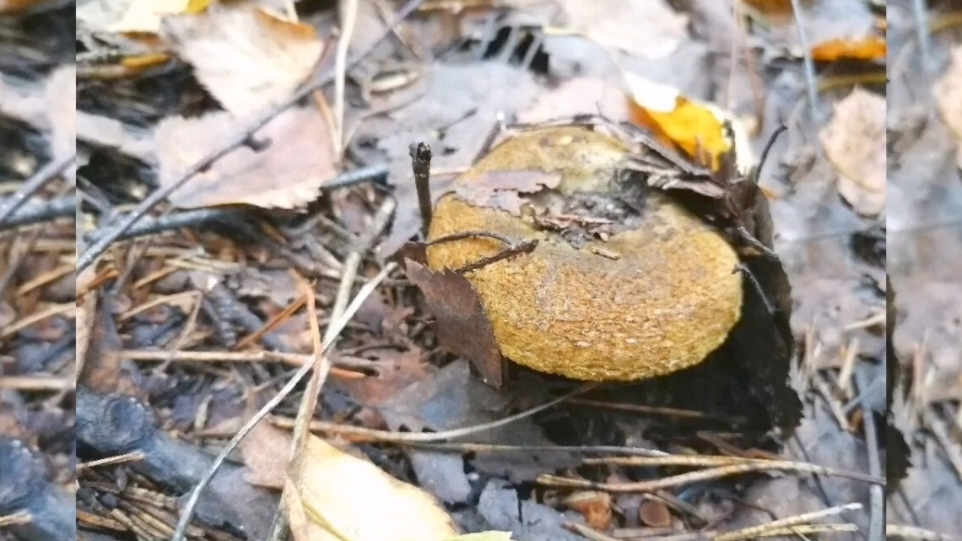 г. Иваново. Попал на УРОЖАЙ груздей)))