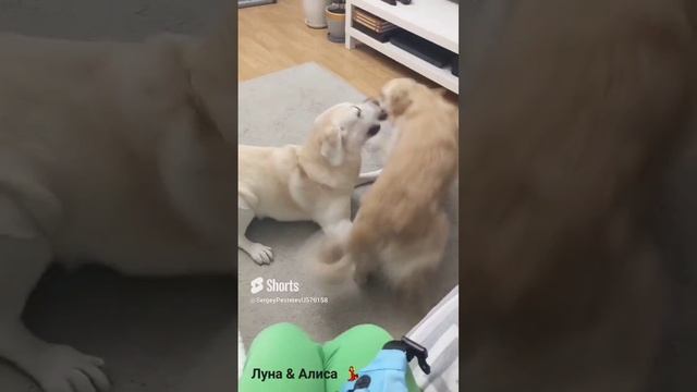 Луна и Алиса, август 2023.mp4