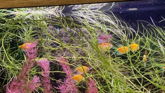 Золотые рыбки