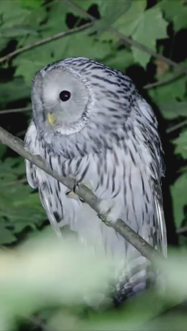 СОВА, БАРСУК И МЫШЬ