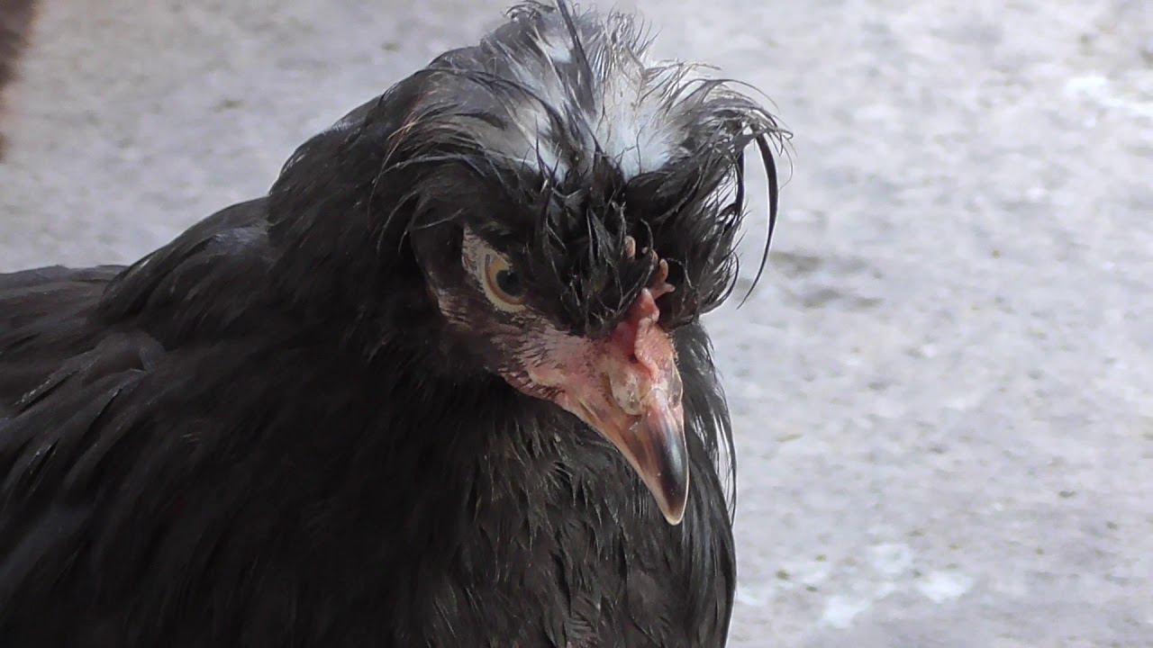 Всё на букву К.