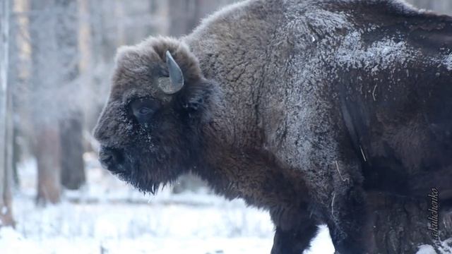 ГОД БЫКА - ГОД ЗУБРА