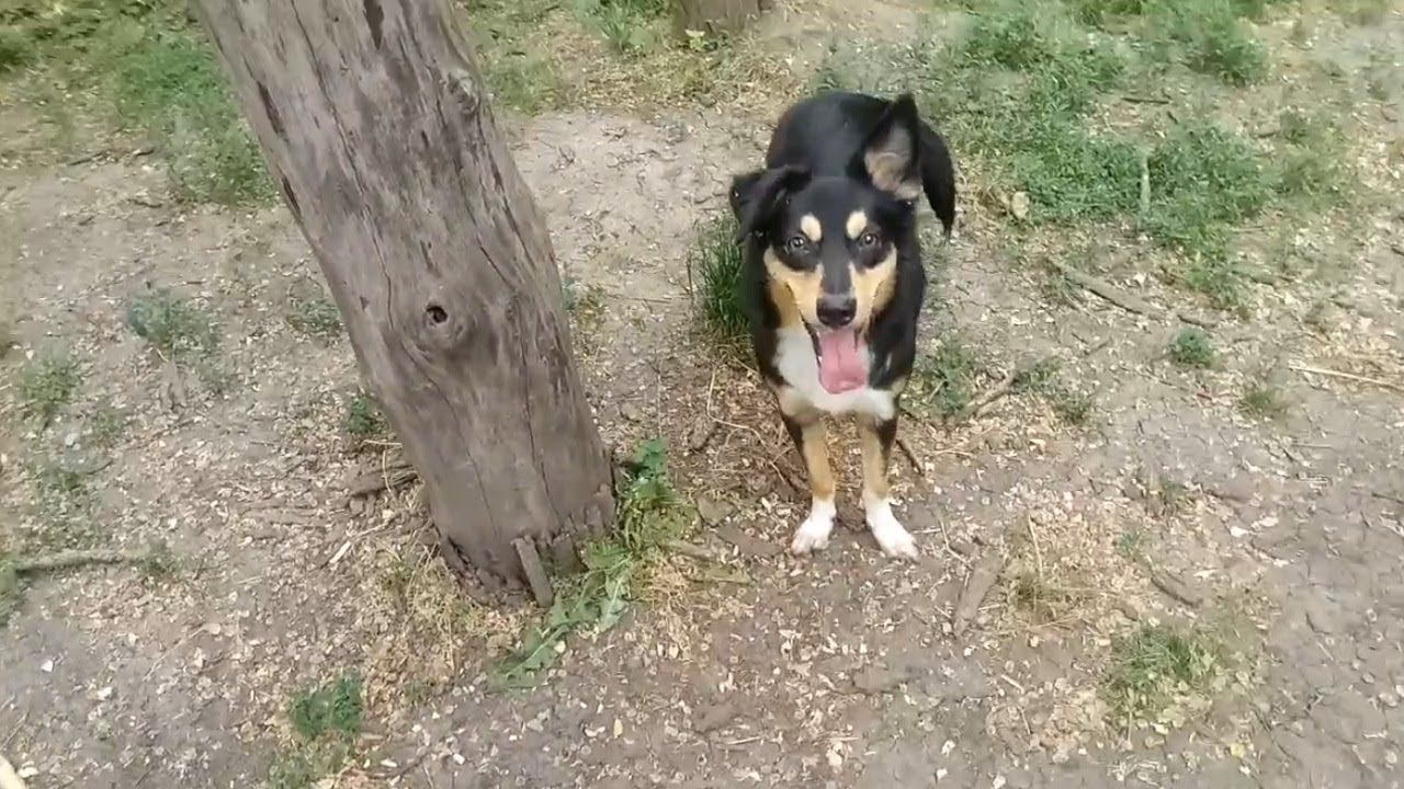 Вот оно какое, собакино счастье! ) Показательное выступление Дины