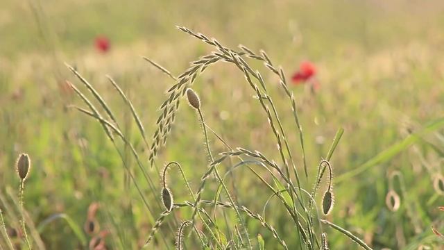 Просторы полей.mp4