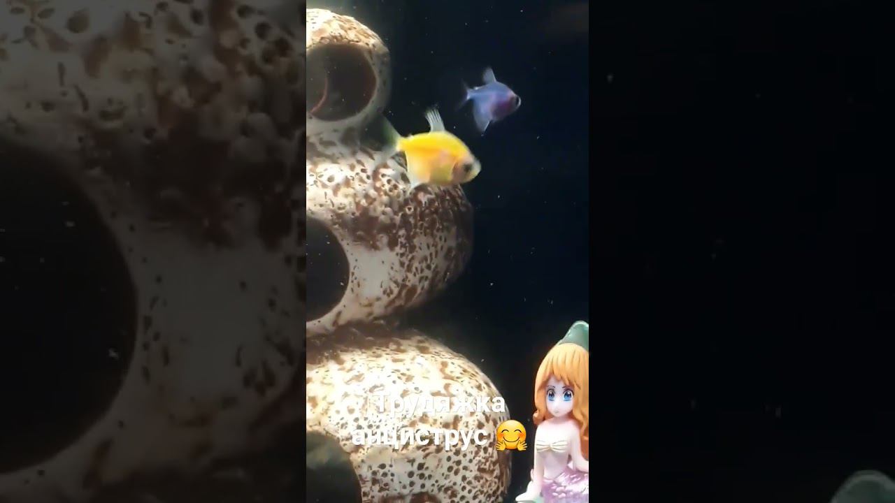 Маленький помощник