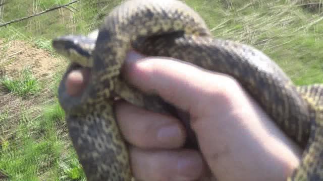 Полоз палласов elaphe sauromates 5 штук