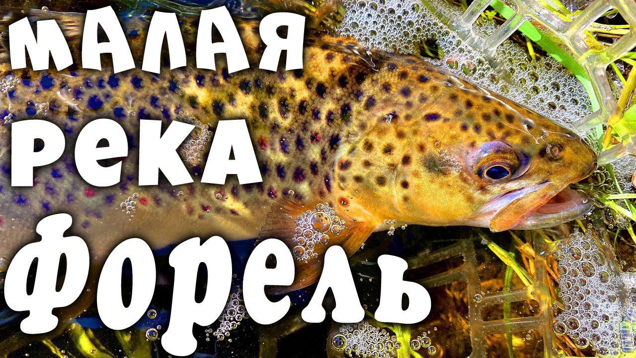 Дикая форель. Рыбалка в Ленинградской области. Июнь 2022.