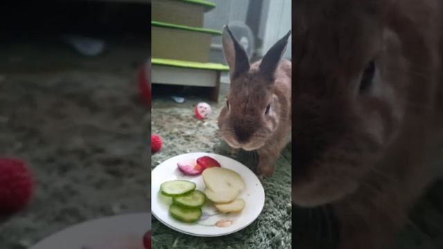 Шведский стол для Ирискина