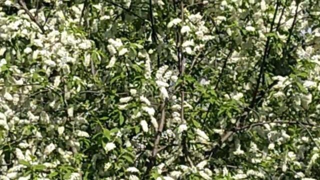 МОИ СТИХИ . ЧЕРЁМУХА ЦВЕТЁТ.