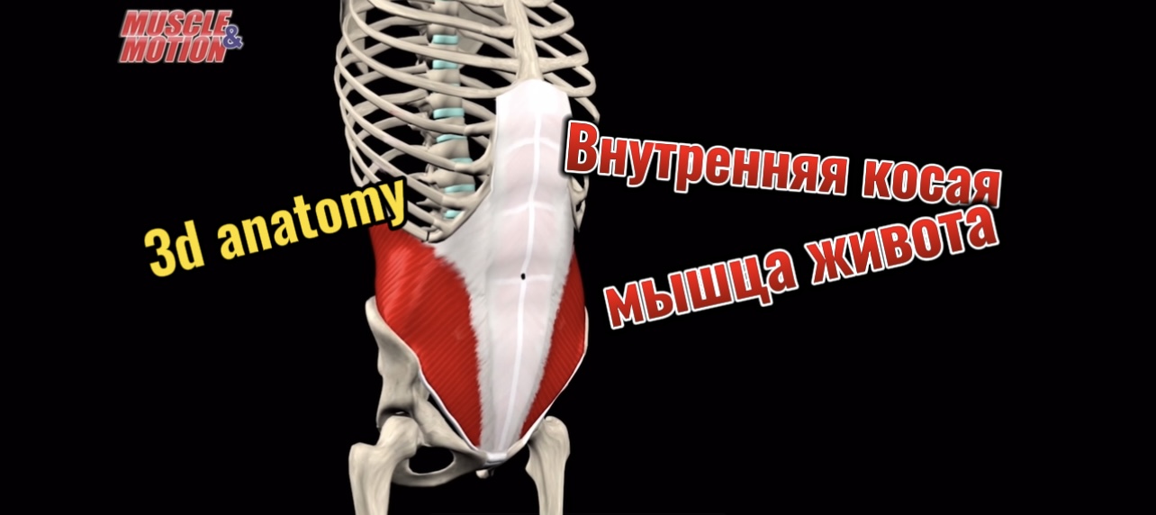 3d anatomy. Внутренняя косая мышца живота. Строение брюшной стенки.