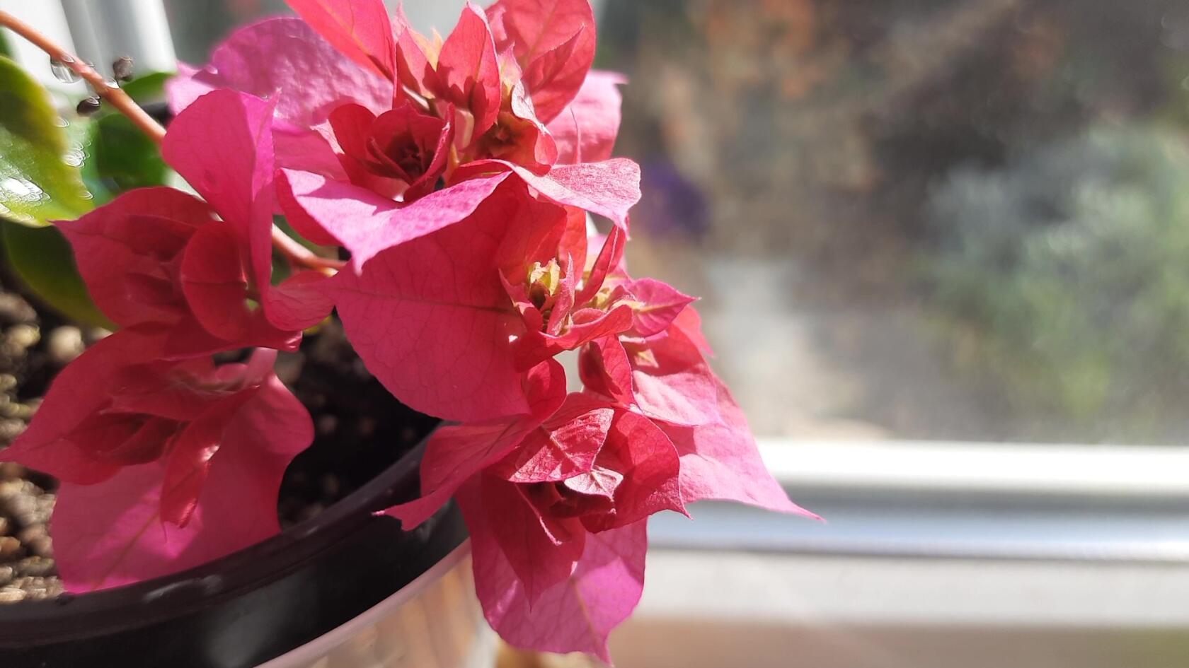 Бугенвиллея