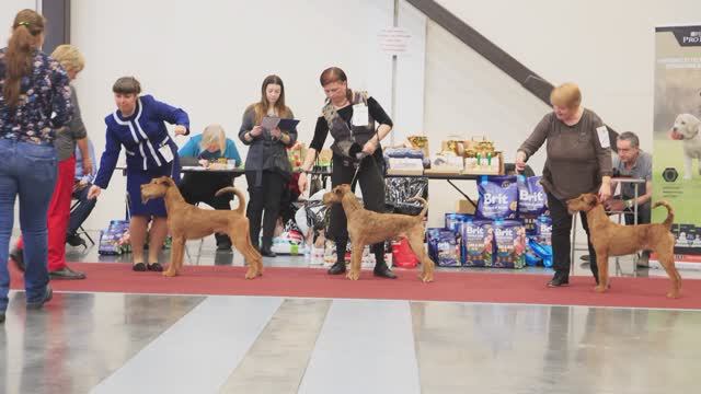 Ирландский терьер : МОНО выставка Ирландский Терьер -2019