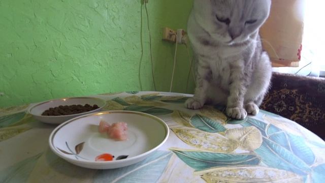 Говорящий кот Вилька просит мясо.