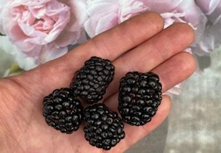 Весенняя обрезка ежевики в Подмосковье?