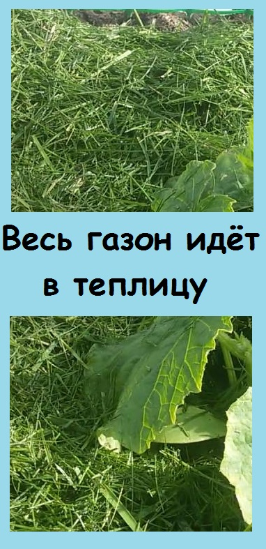 Лучшая МУЛЬЧА В ТЕПЛИЦУ - это газонная трава, скошенная и собранная для теплицы
#дача #огород  #сад