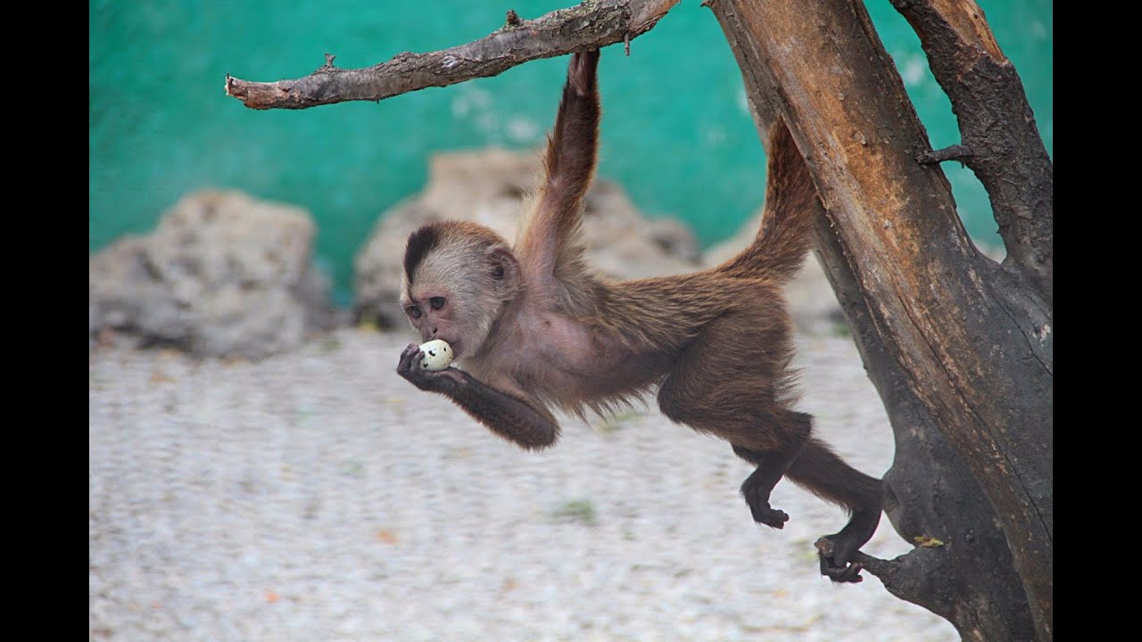 Игры обезьян капуцины акробаты. Тайган ждет в гости..mp4