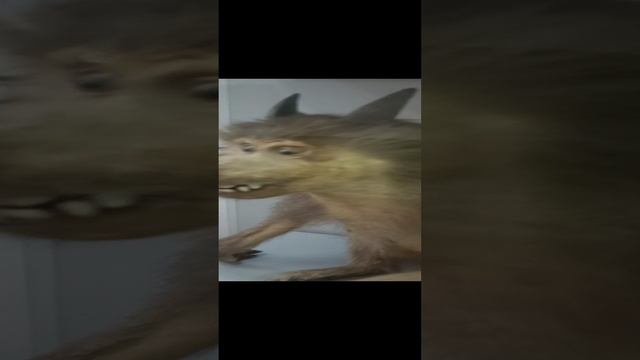 Малый вислоухий нетопырь #мартышка #чёрт #розыгрыш #animals #прикол