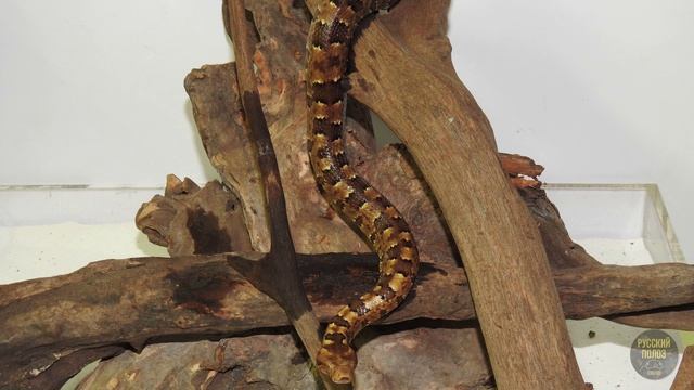 Этот мир может пугать, но завораживает сильнее