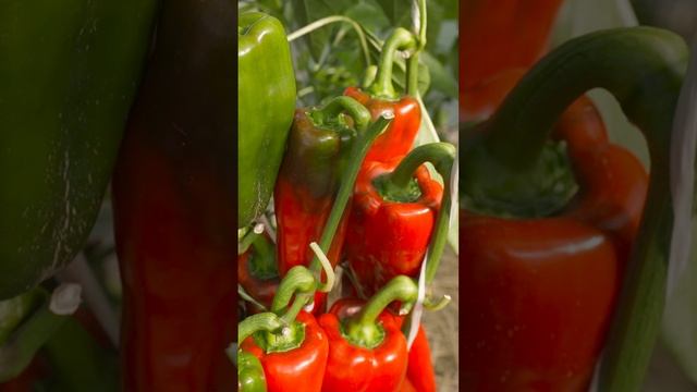 Перец Лакшери F1