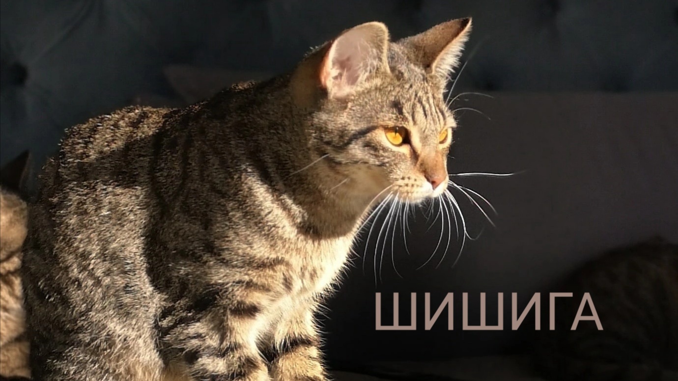 Дорога домой. ШИШИГА