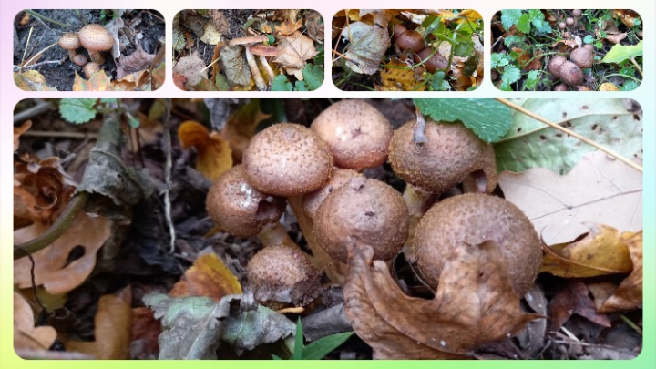 ‼️НАСЛАЖДАЮСЬ СБОРОМ ОПЯТ ??‼️