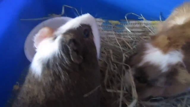 Ko te poaka kai koiora Kai nui kai kaikai, kararehe kararehe  Морские свинки.mp4