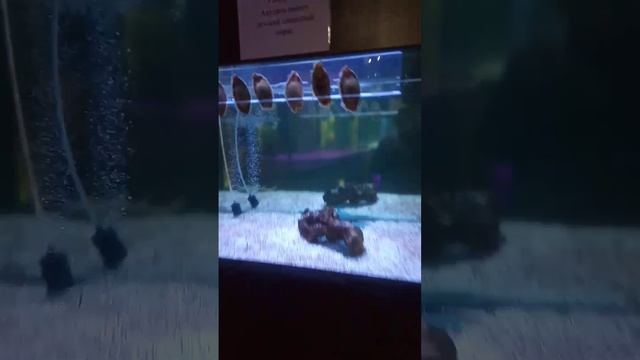 Выставка рыбы. Акулы