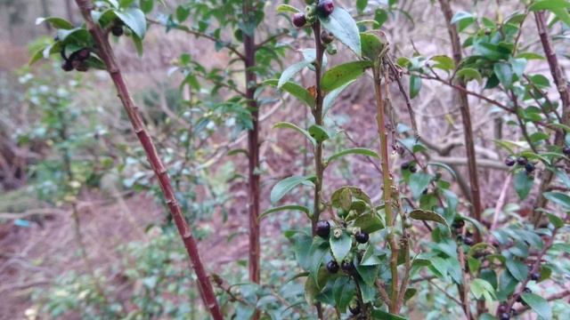 Вакциниум яйцевидный (Stedsegrøn blåbær, Vaccinium ovatum) в ботаническом саду г. Орхус, Дания