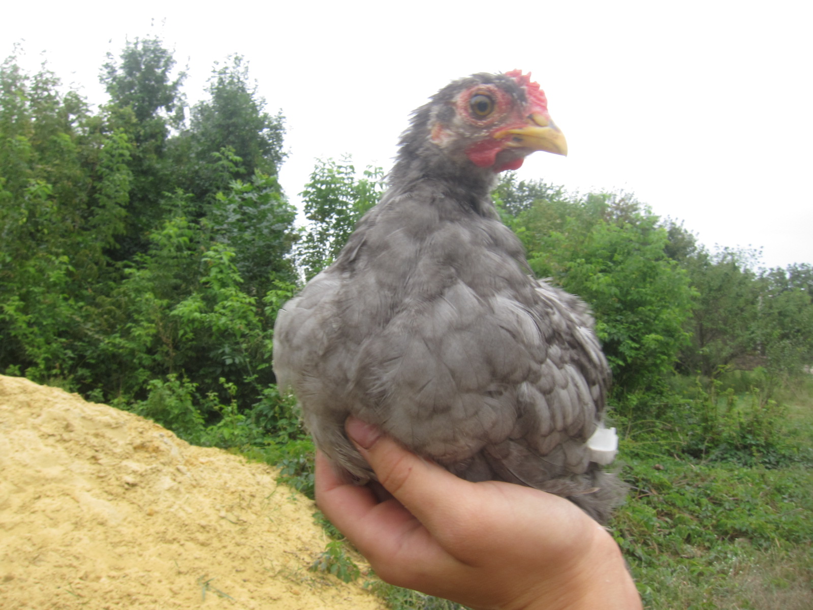 Мои карликовые Кохинхины