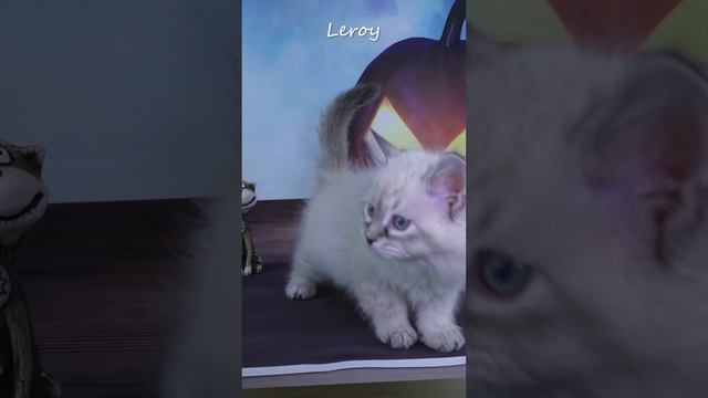 Помет "L" / 2 месяца / Лео, Боец, Перис, Лексус?/ Малыши Растут!?