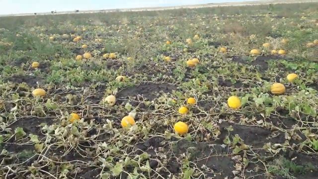 Посеял бахчевые урожай радует