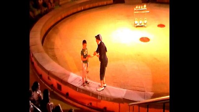 "Шарики" Котов-Керма 2016.