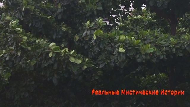 Деревья клонит ветром под красивую музыку