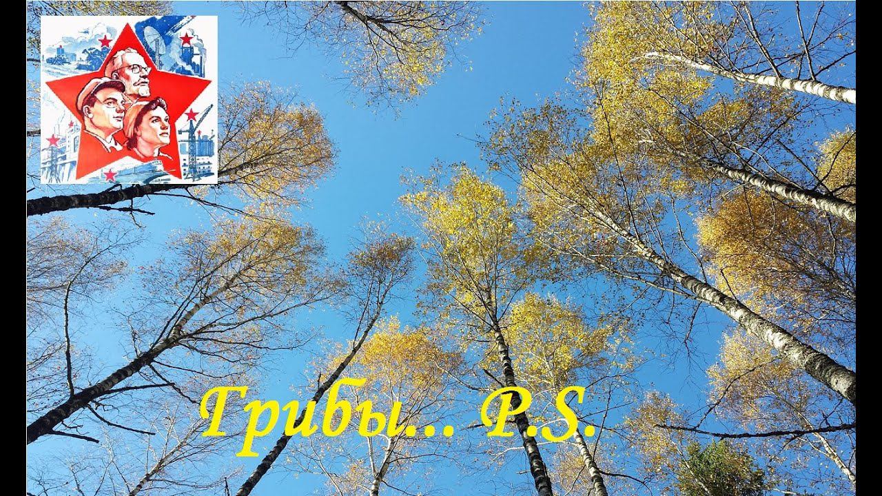 Грибы. P.S. 16.10.2015. Тихая охота. Грибалка. Осенний лес.