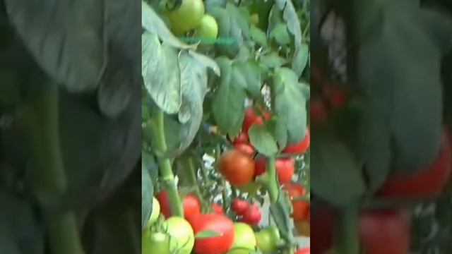 Как правильно  кормить помидоры.