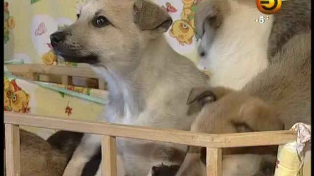 Программа "Утро" рубрика "Отдам в хорошие руки" ТК Эфир от 08.11.2011